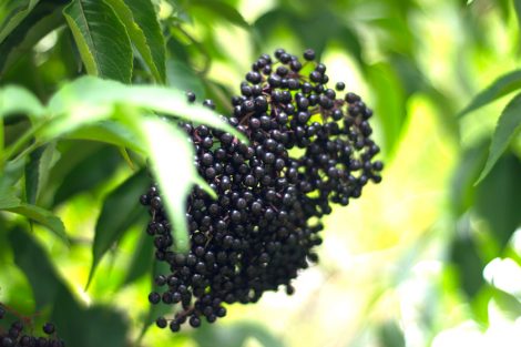 JARABE DE BAYAS DE SAUCO - Olga Sofia Perez